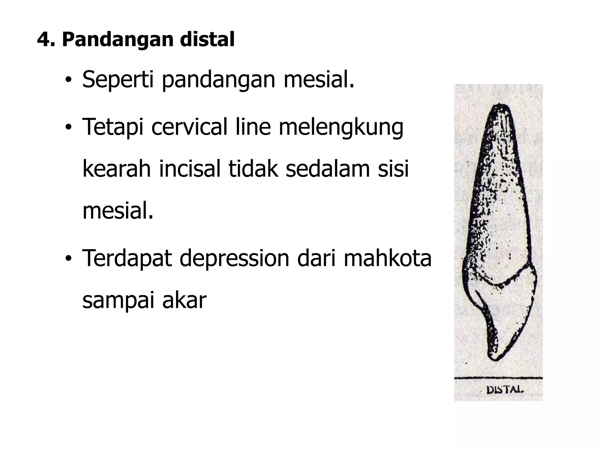 9. morfologi gigi permanent rahang atas | PPTX