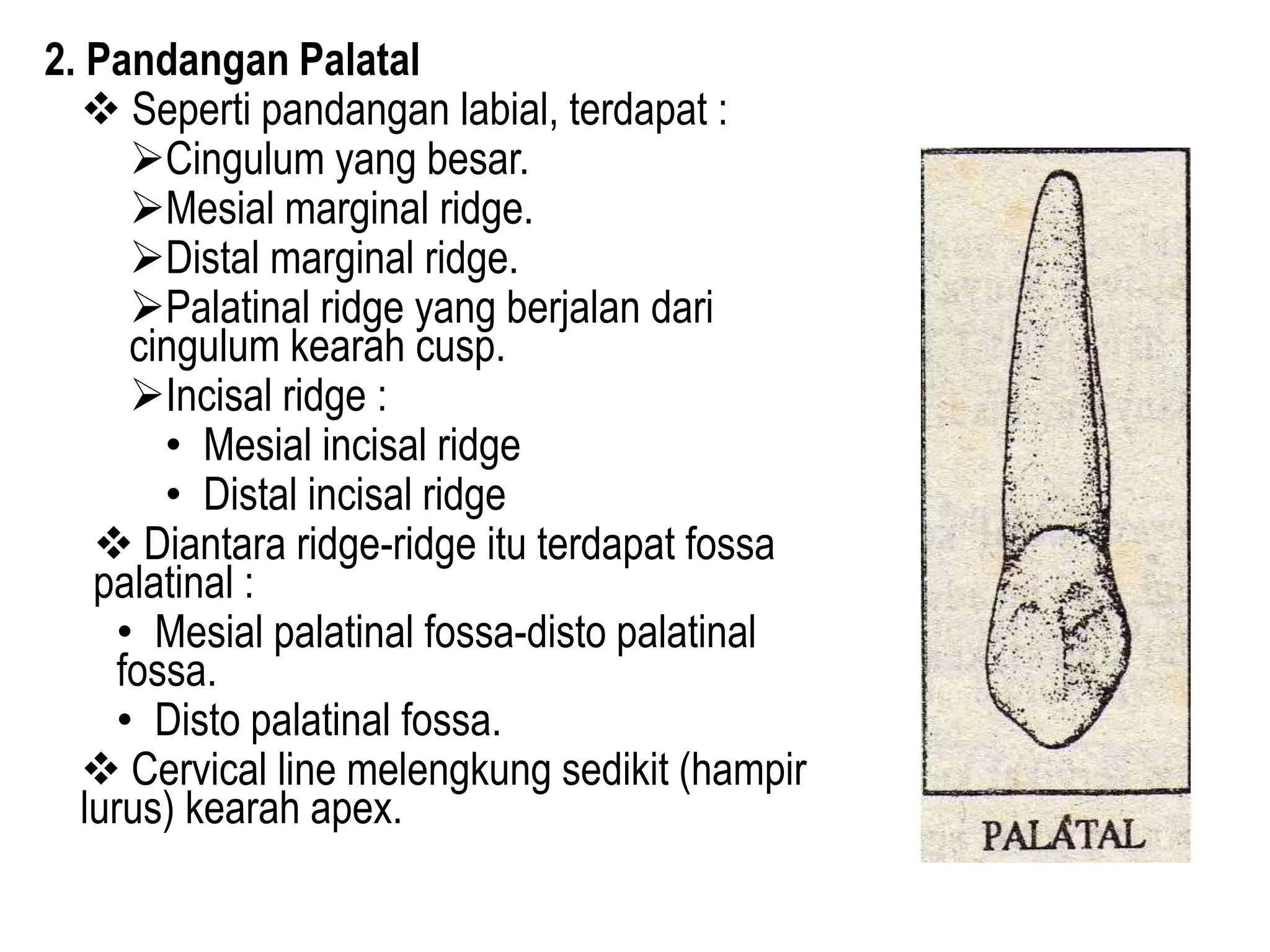 9. morfologi gigi permanent rahang atas | PPTX
