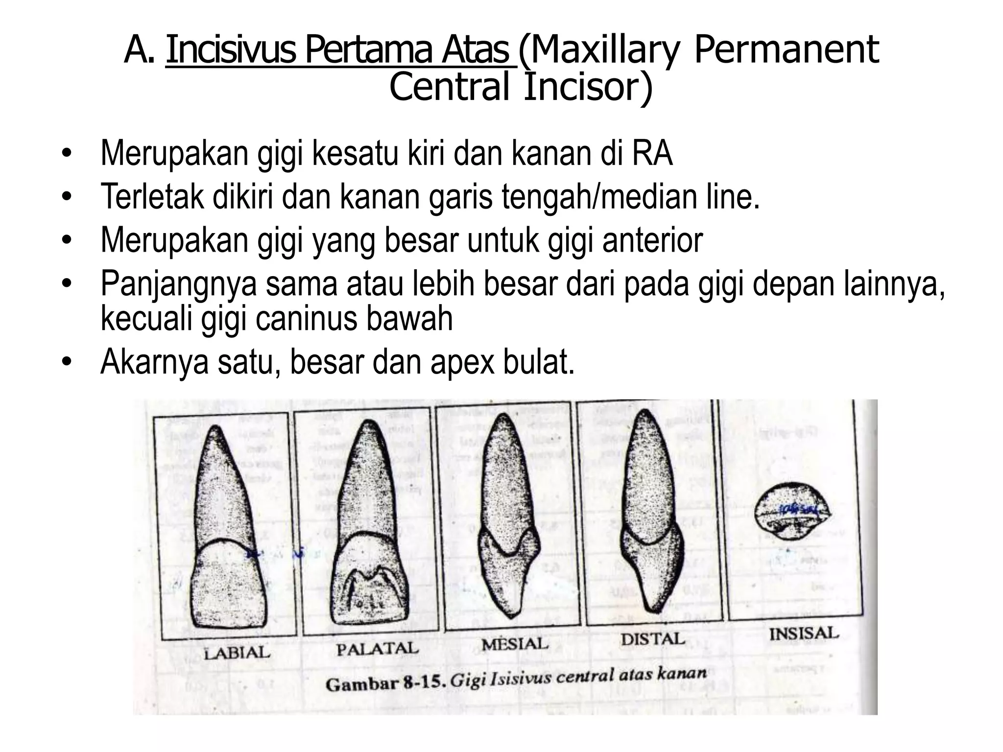 9. morfologi gigi permanent rahang atas | PPTX