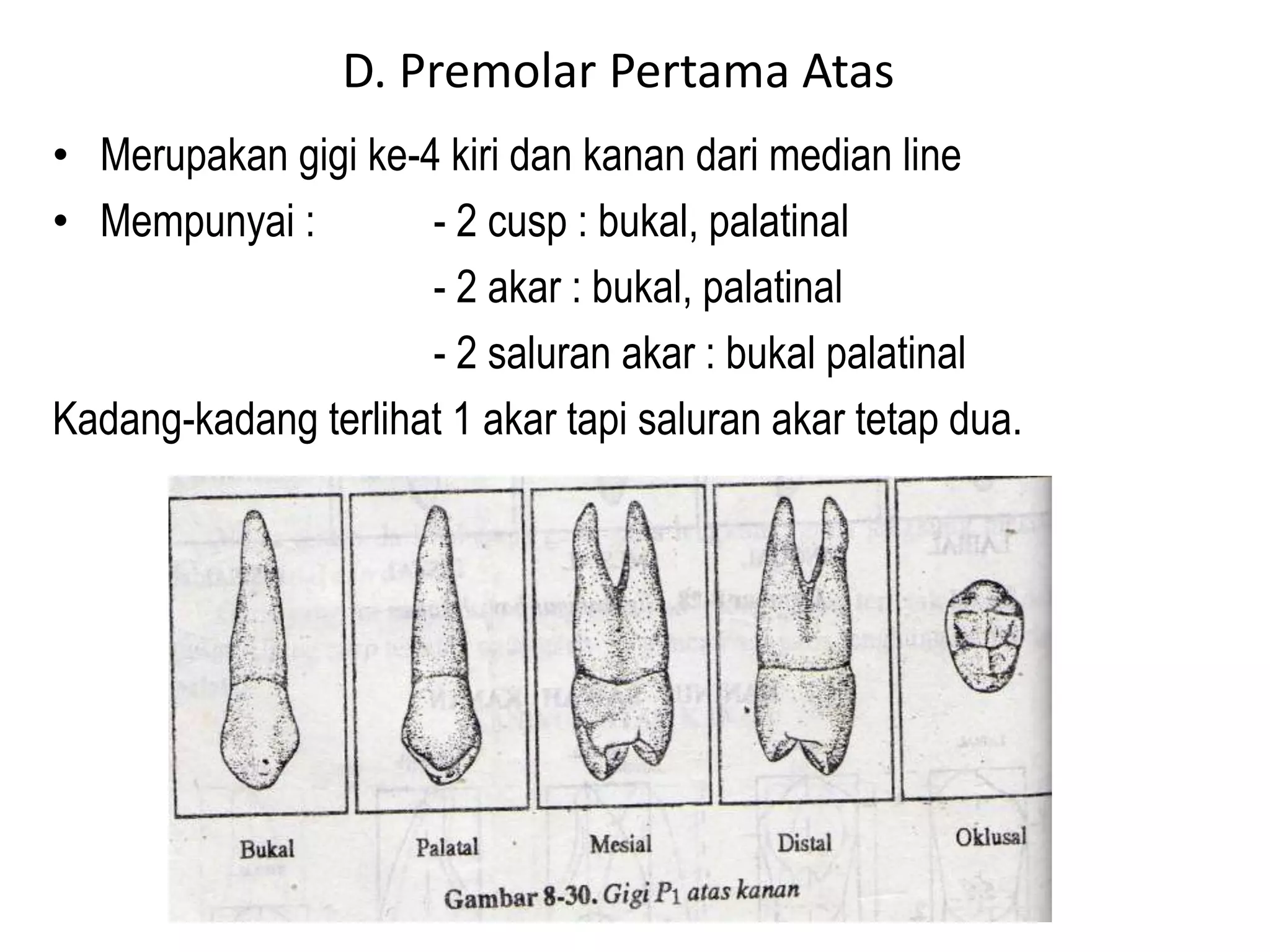 9. morfologi gigi permanent rahang atas | PPTX