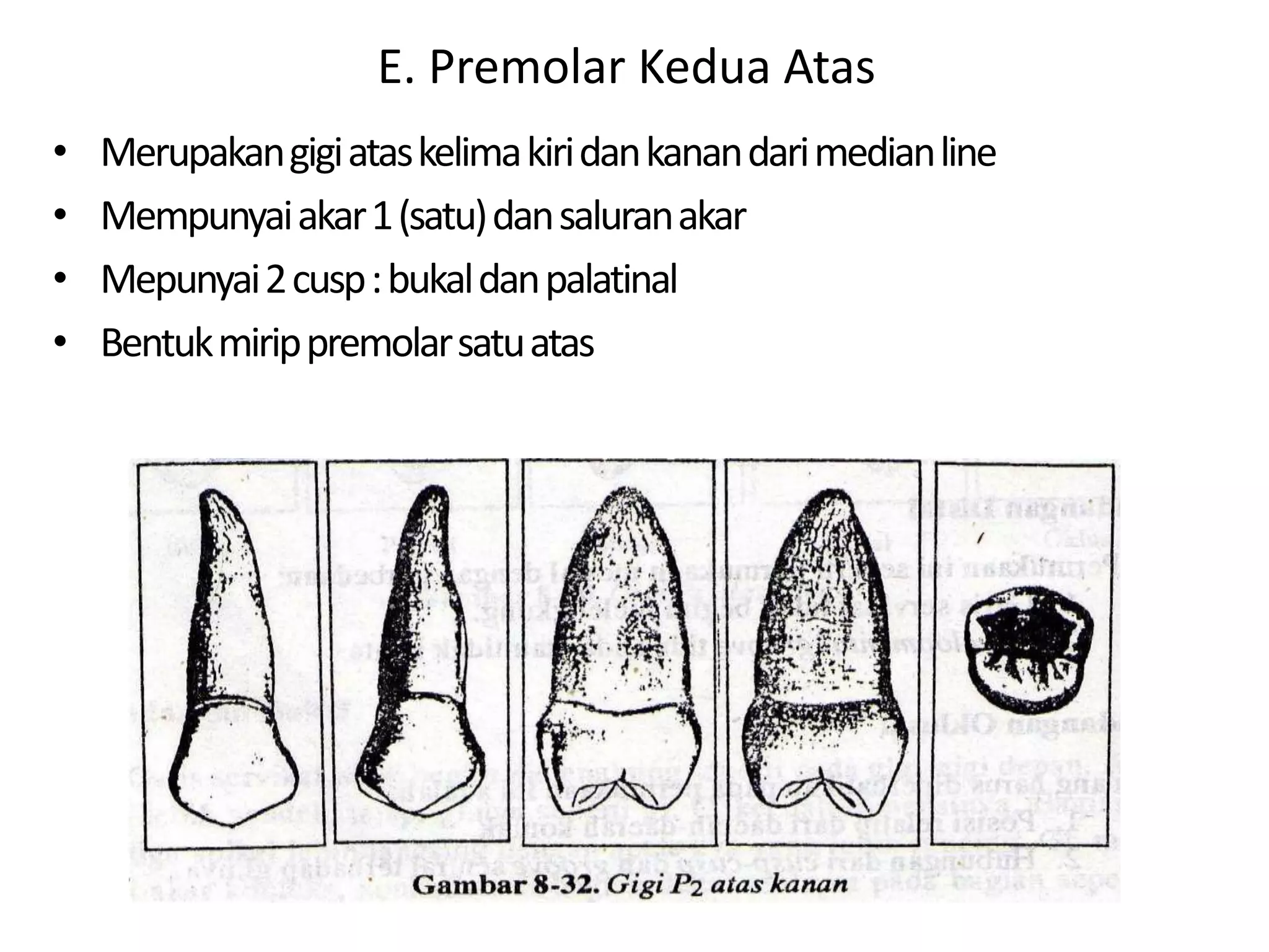 9. morfologi gigi permanent rahang atas | PPTX