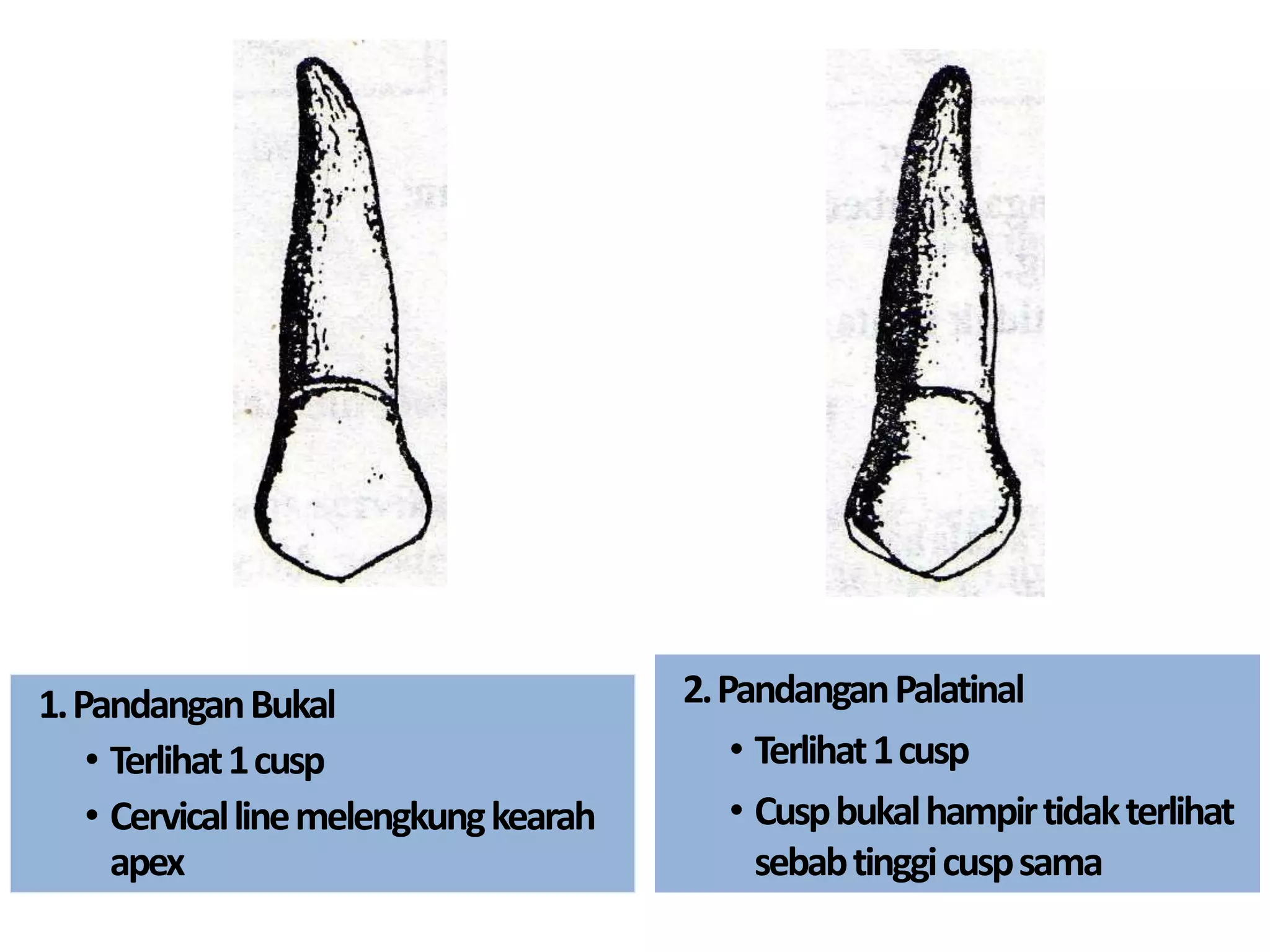9. morfologi gigi permanent rahang atas | PPTX