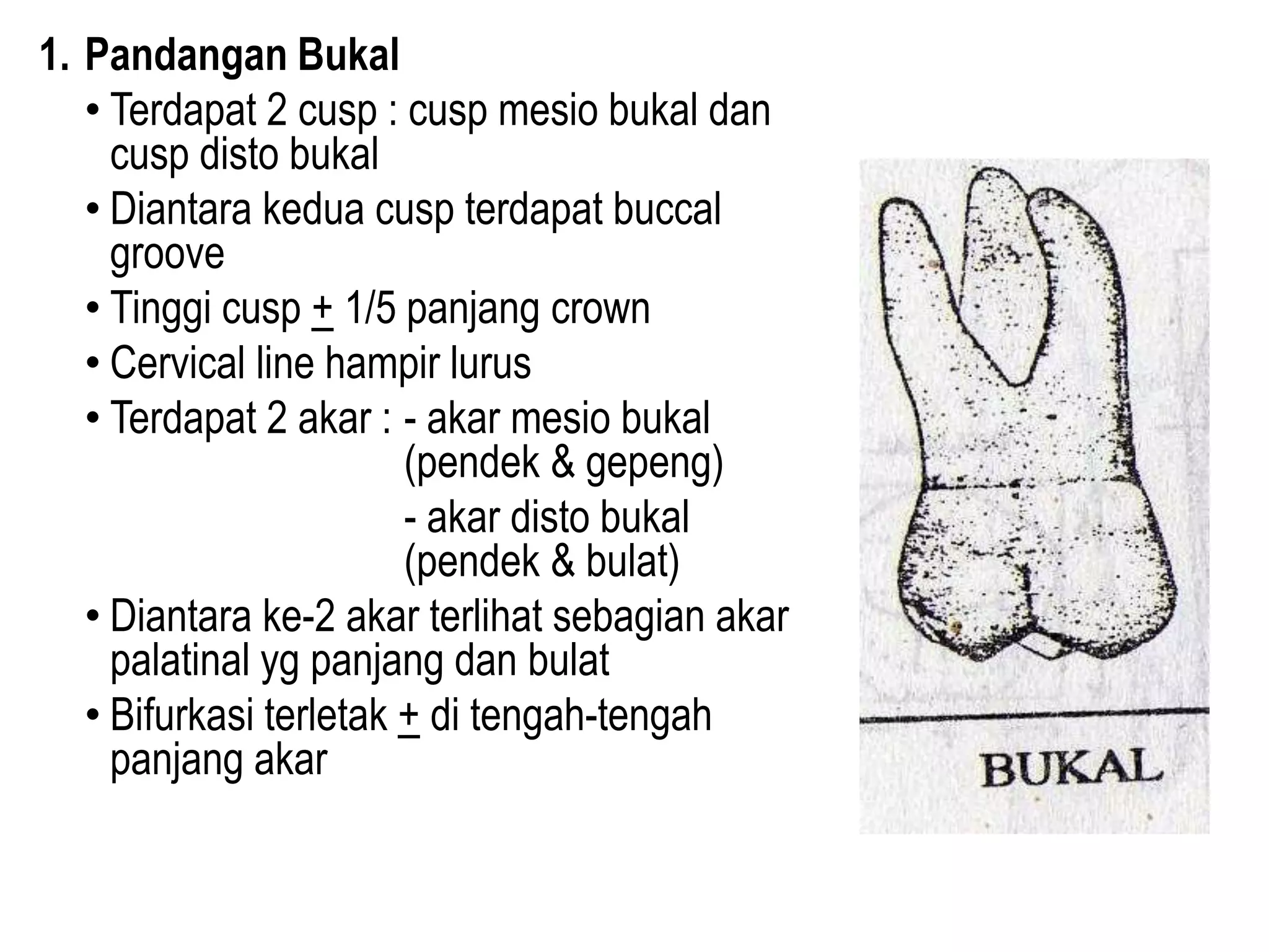 9. morfologi gigi permanent rahang atas | PPTX