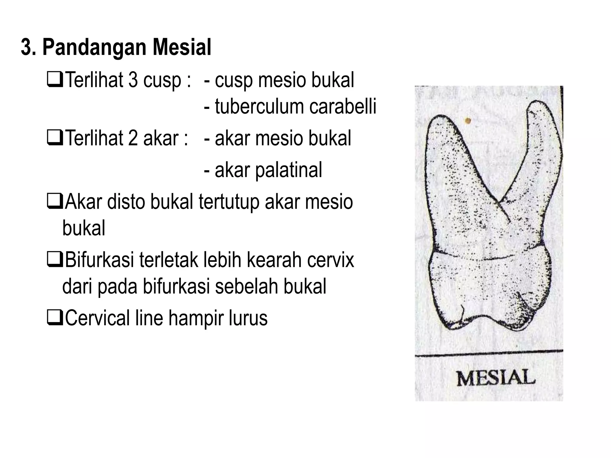 9. morfologi gigi permanent rahang atas | PPTX