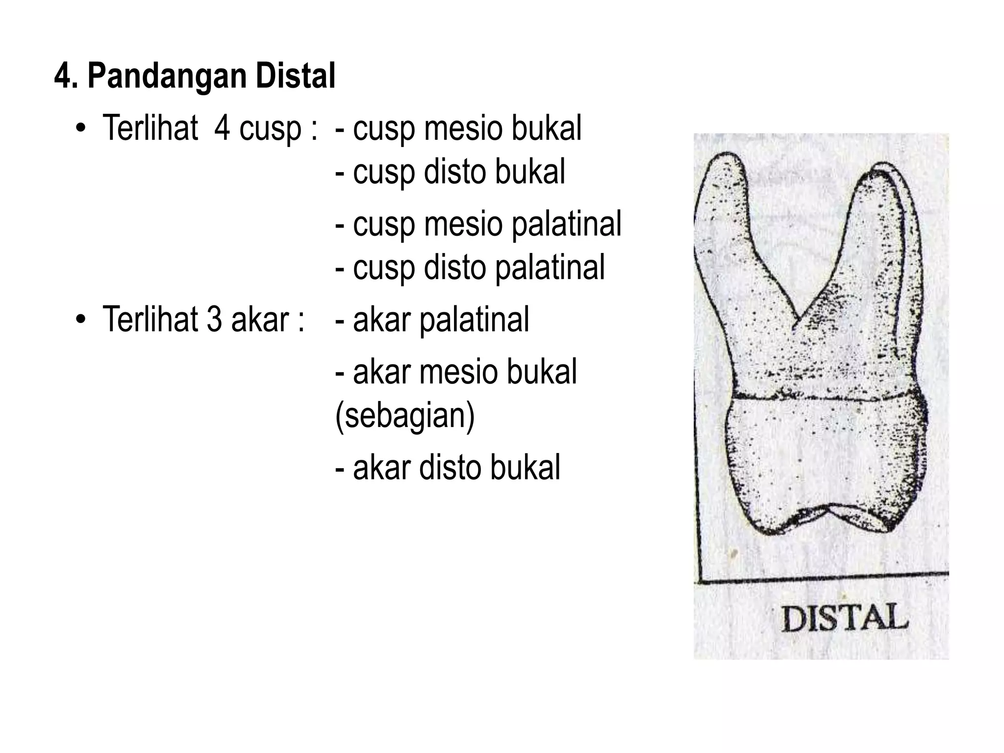 9. morfologi gigi permanent rahang atas | PPTX