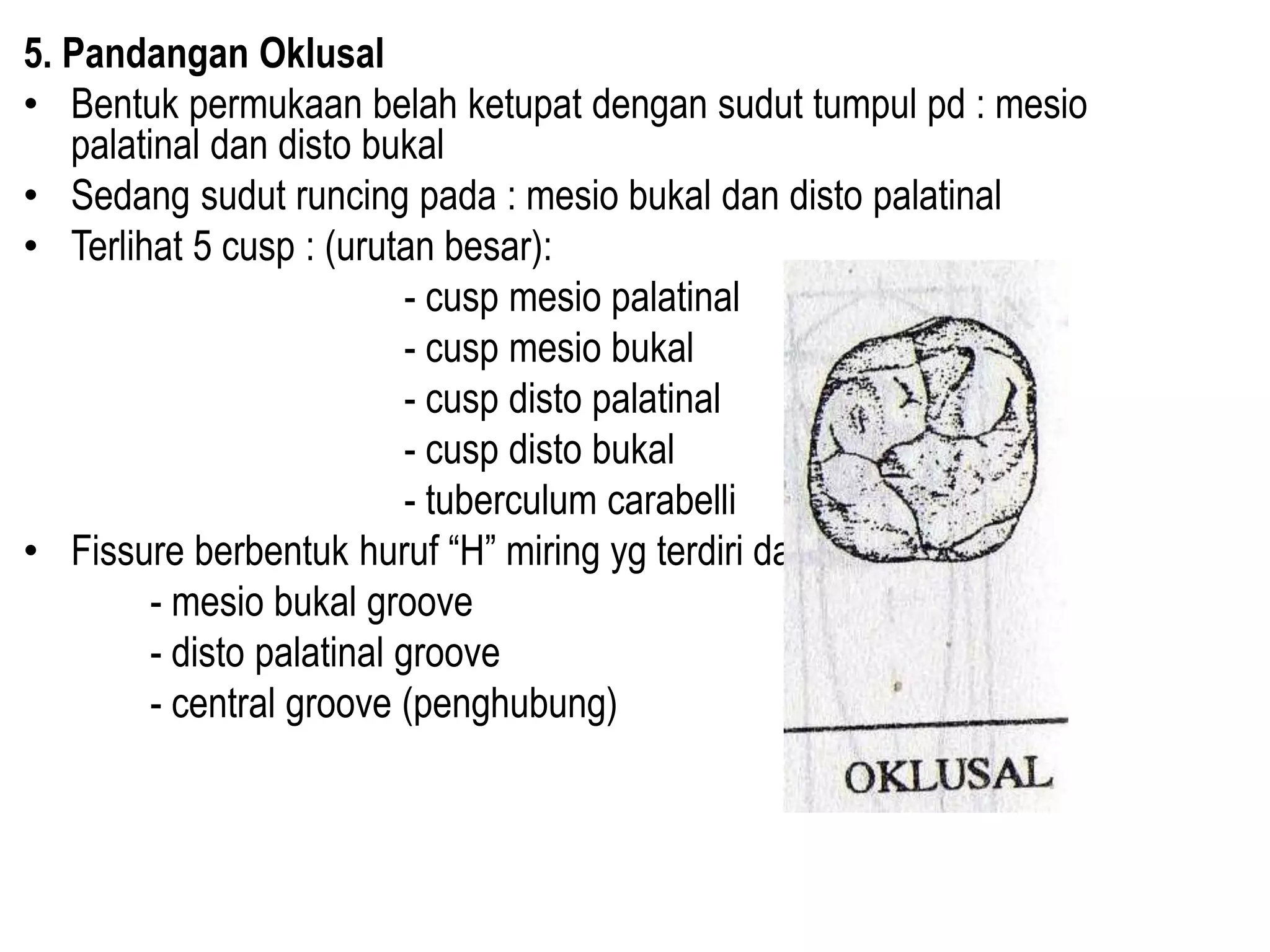 9. morfologi gigi permanent rahang atas | PPTX