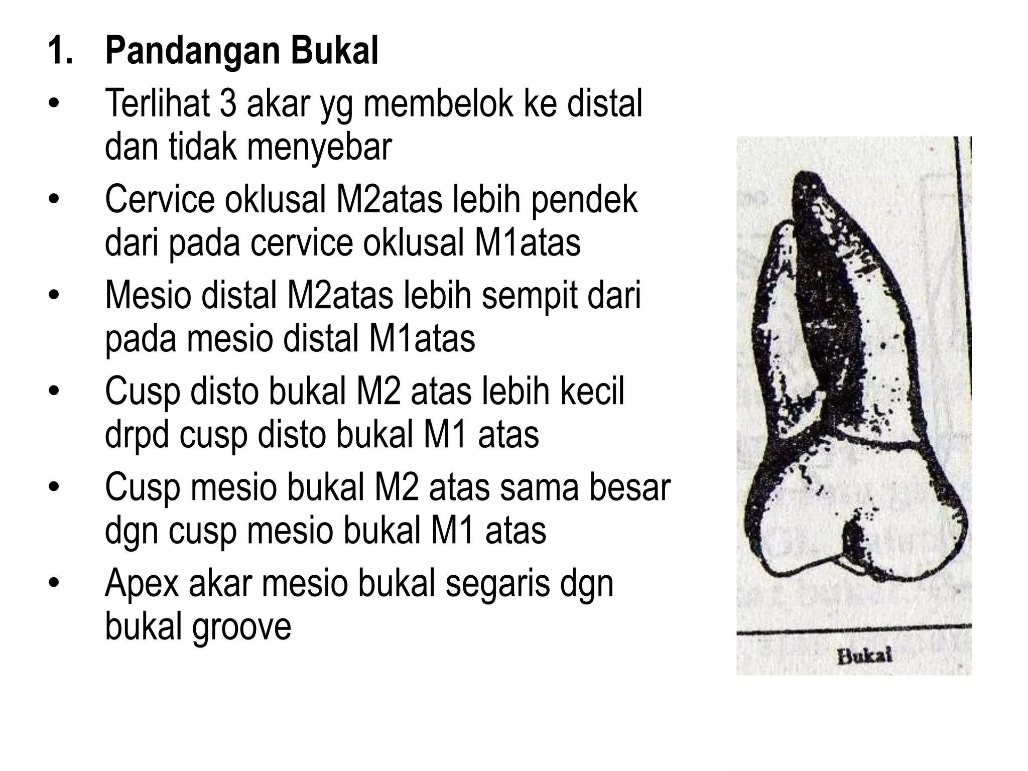 9. morfologi gigi permanent rahang atas | PPTX