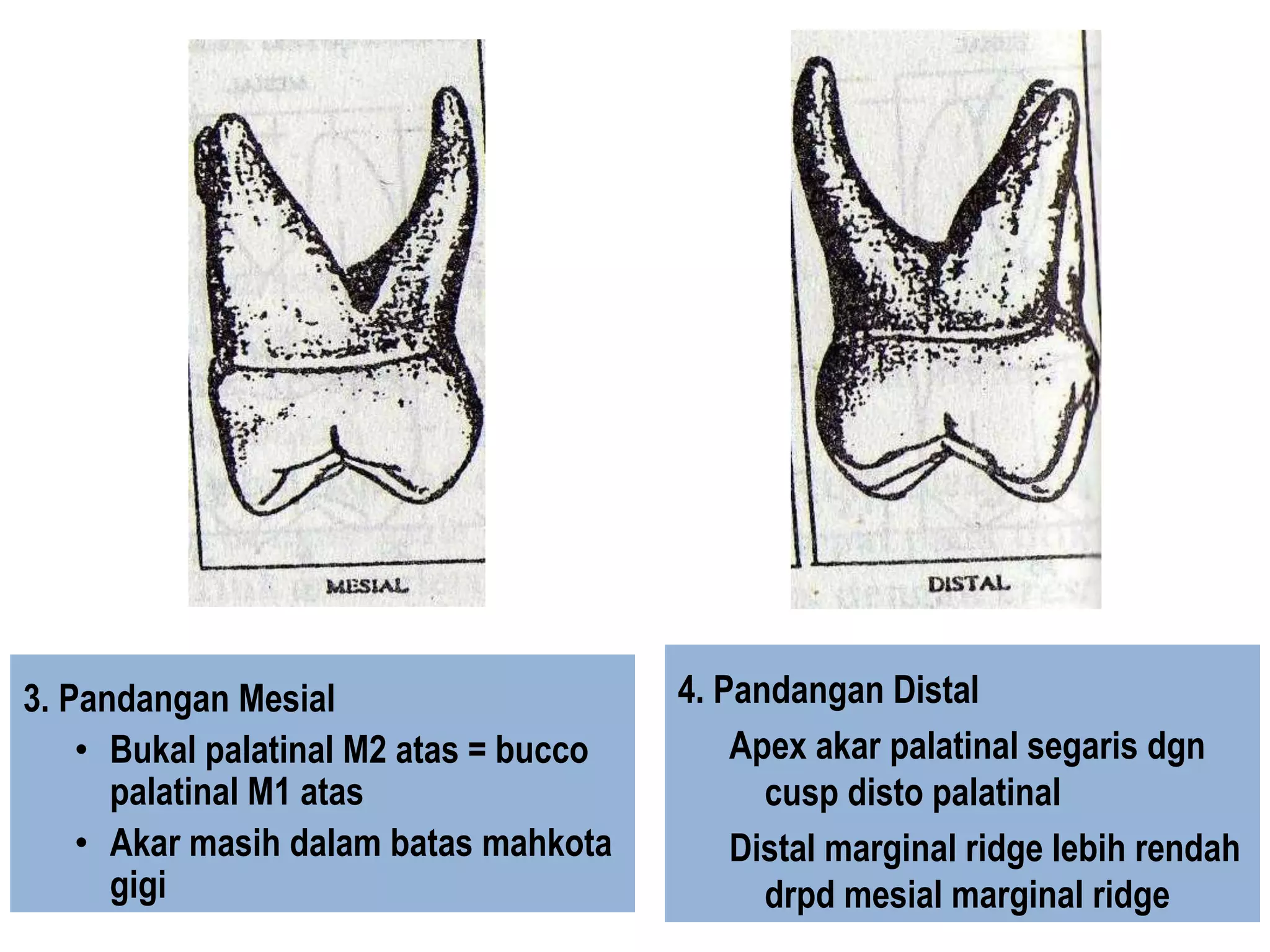 9. morfologi gigi permanent rahang atas | PPTX