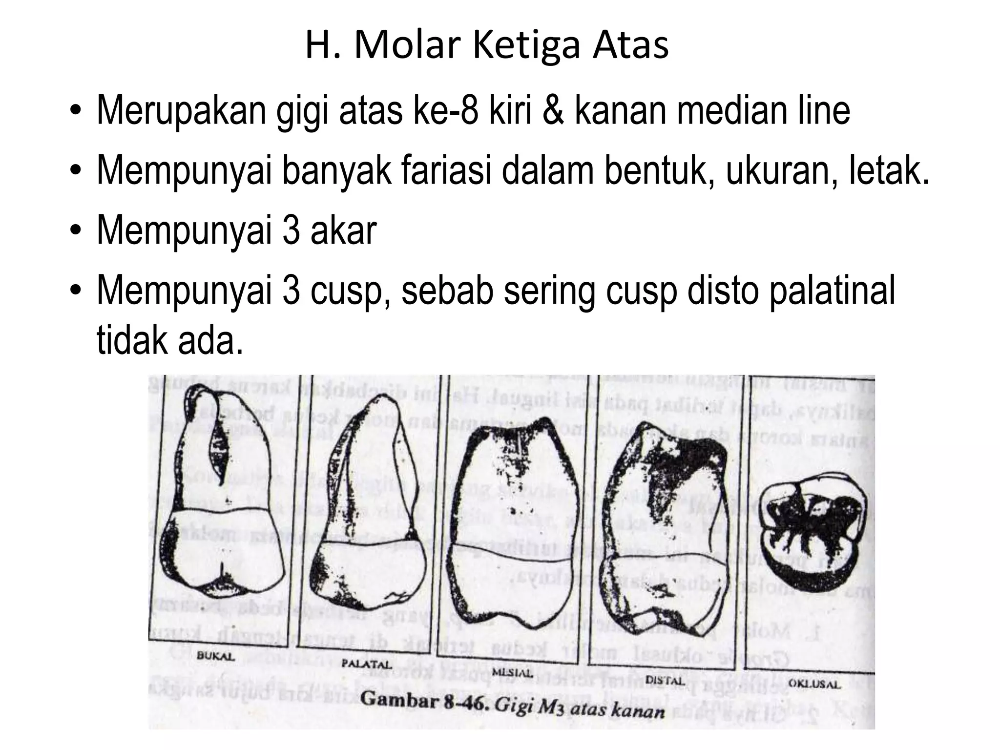 9. morfologi gigi permanent rahang atas | PPTX