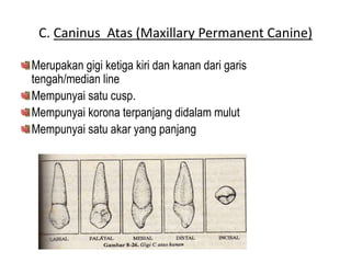 9. morfologi gigi permanent rahang atas | PPTX