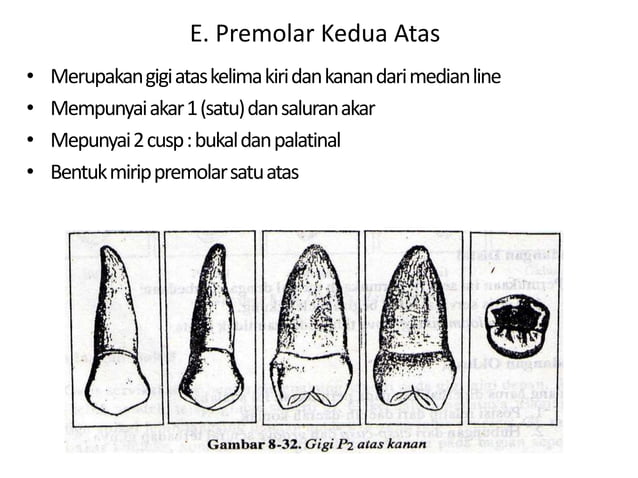 9. morfologi gigi permanent rahang atas | PPTX