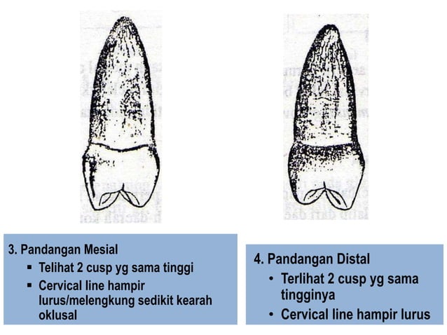 9. morfologi gigi permanent rahang atas | PPTX