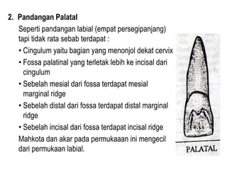 9. morfologi gigi permanent rahang atas | PPTX