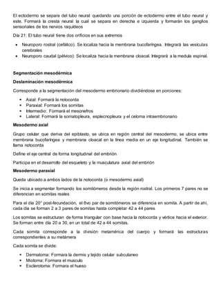 9. Gastrulación y Neurulación | DOCX
