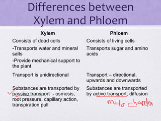 transport in plants | PPT