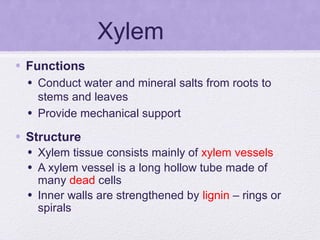 transport in plants | PPT