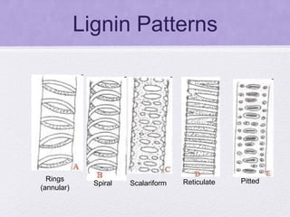 transport in plants | PPT