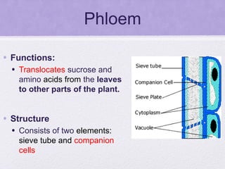 transport in plants | PPT
