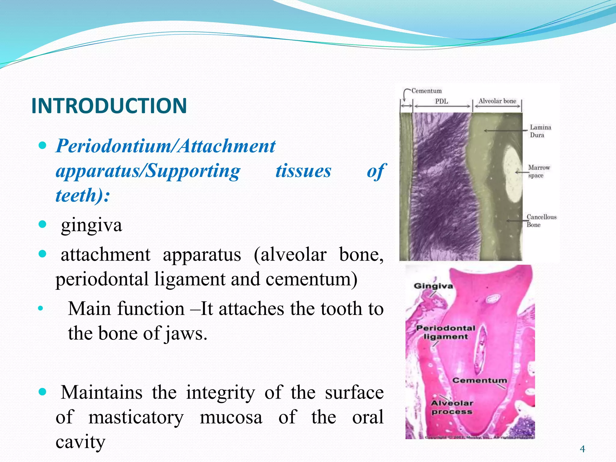 9.periodontal ligament ppt | PPTX