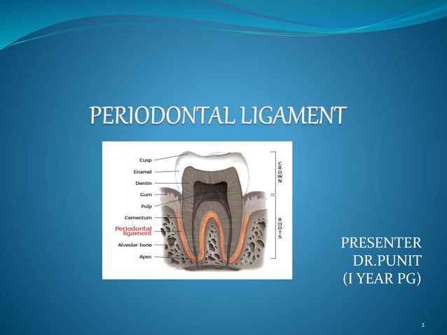 9.periodontal ligament ppt | PPTX | Dental Health | Diseases and Conditions