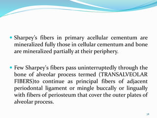 Sharpey Fibers Of The Periodontal Ligament Foundations