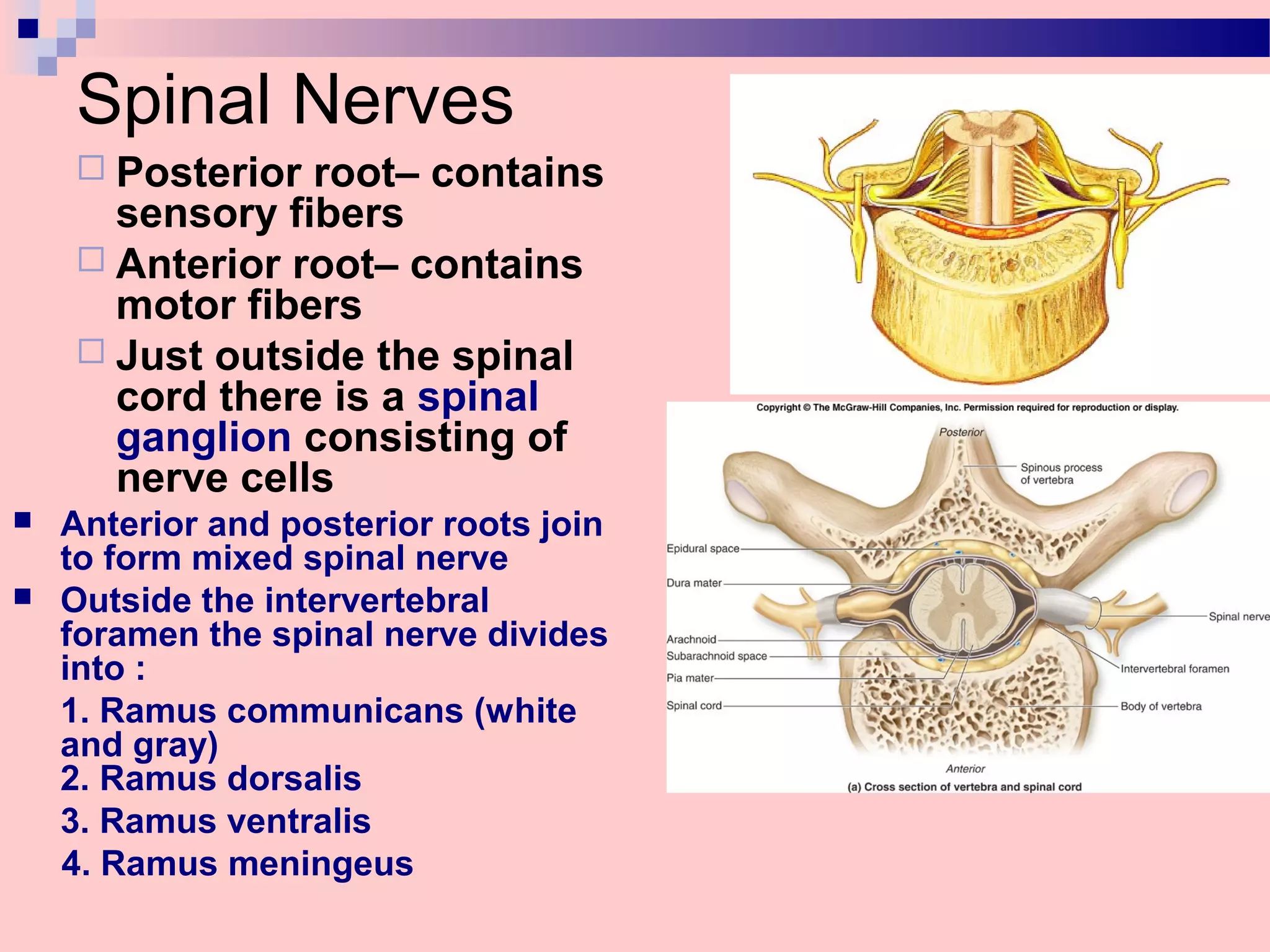 Peripheral Nervous System. Cranial Nerves – Part 1 | PPT