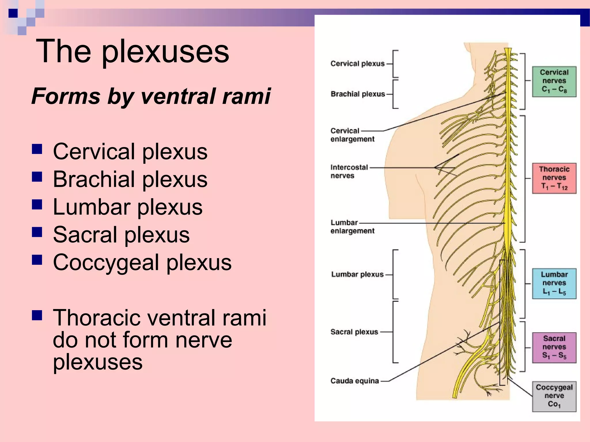 Peripheral Nervous System. Cranial Nerves – Part 1 | PPT