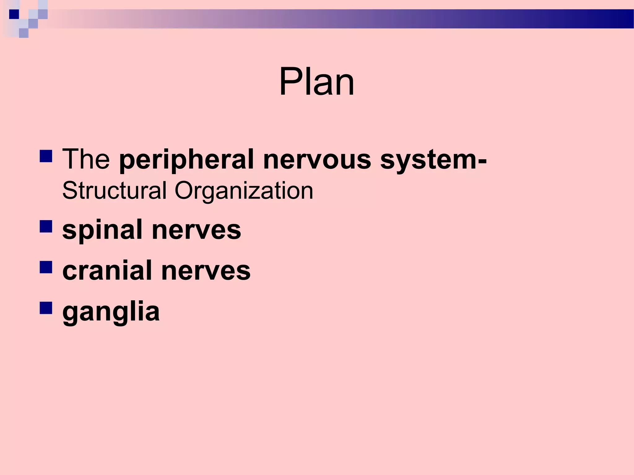 Peripheral Nervous System. Cranial Nerves – Part 1 | PPT