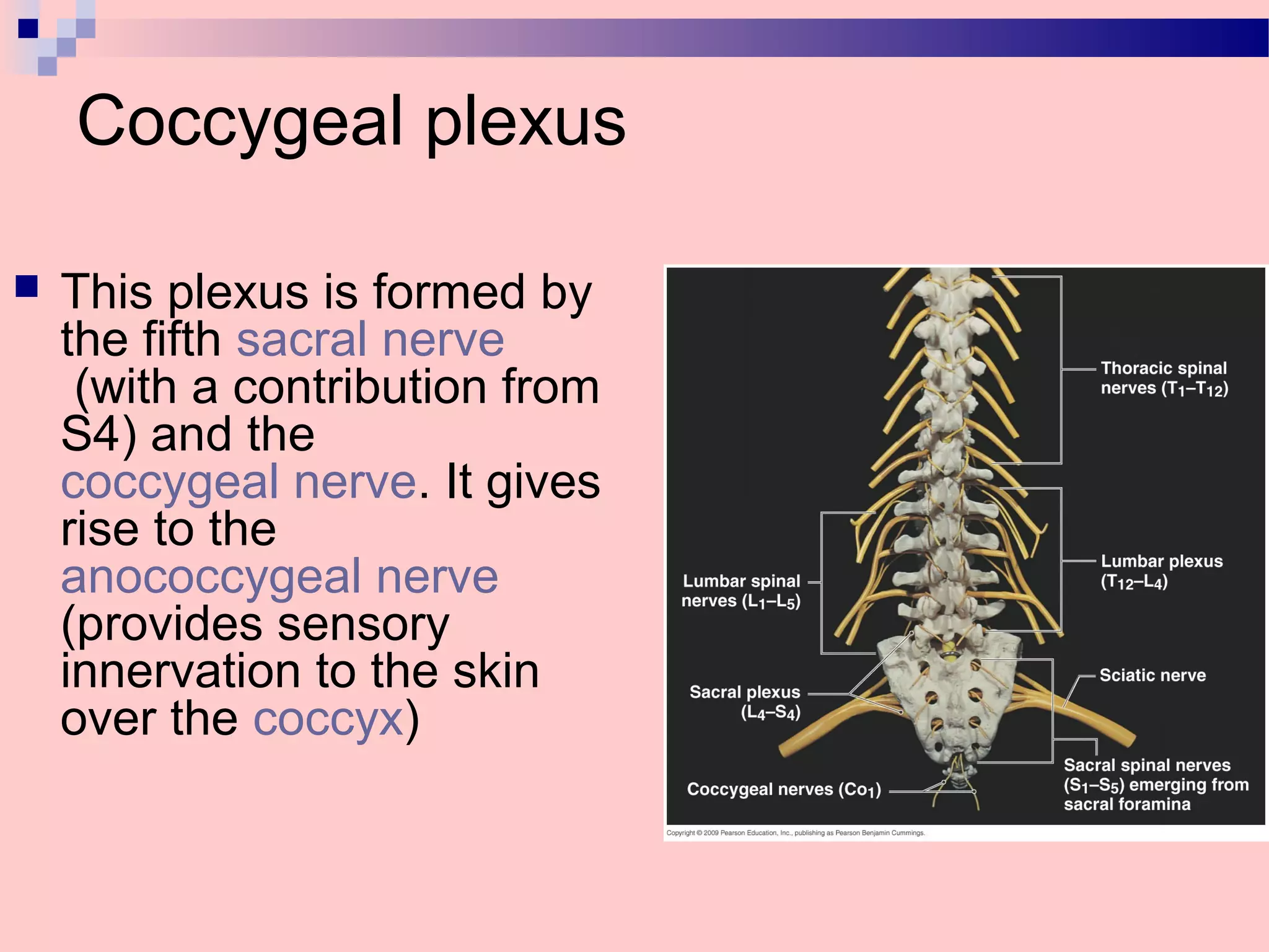Peripheral Nervous System. Cranial Nerves – Part 1 | PPT