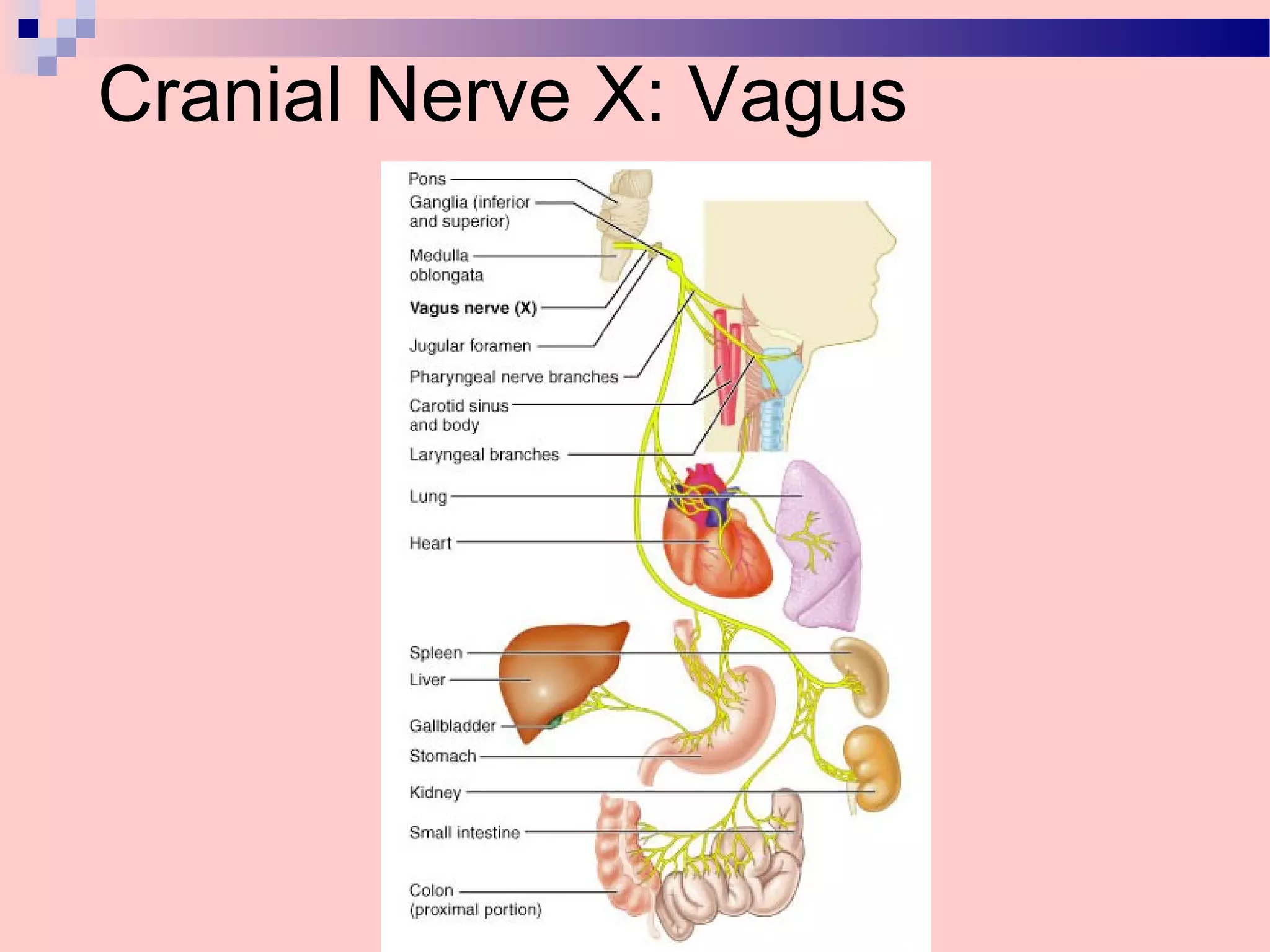 Peripheral Nervous System. Cranial Nerves – Part 1 | PPT