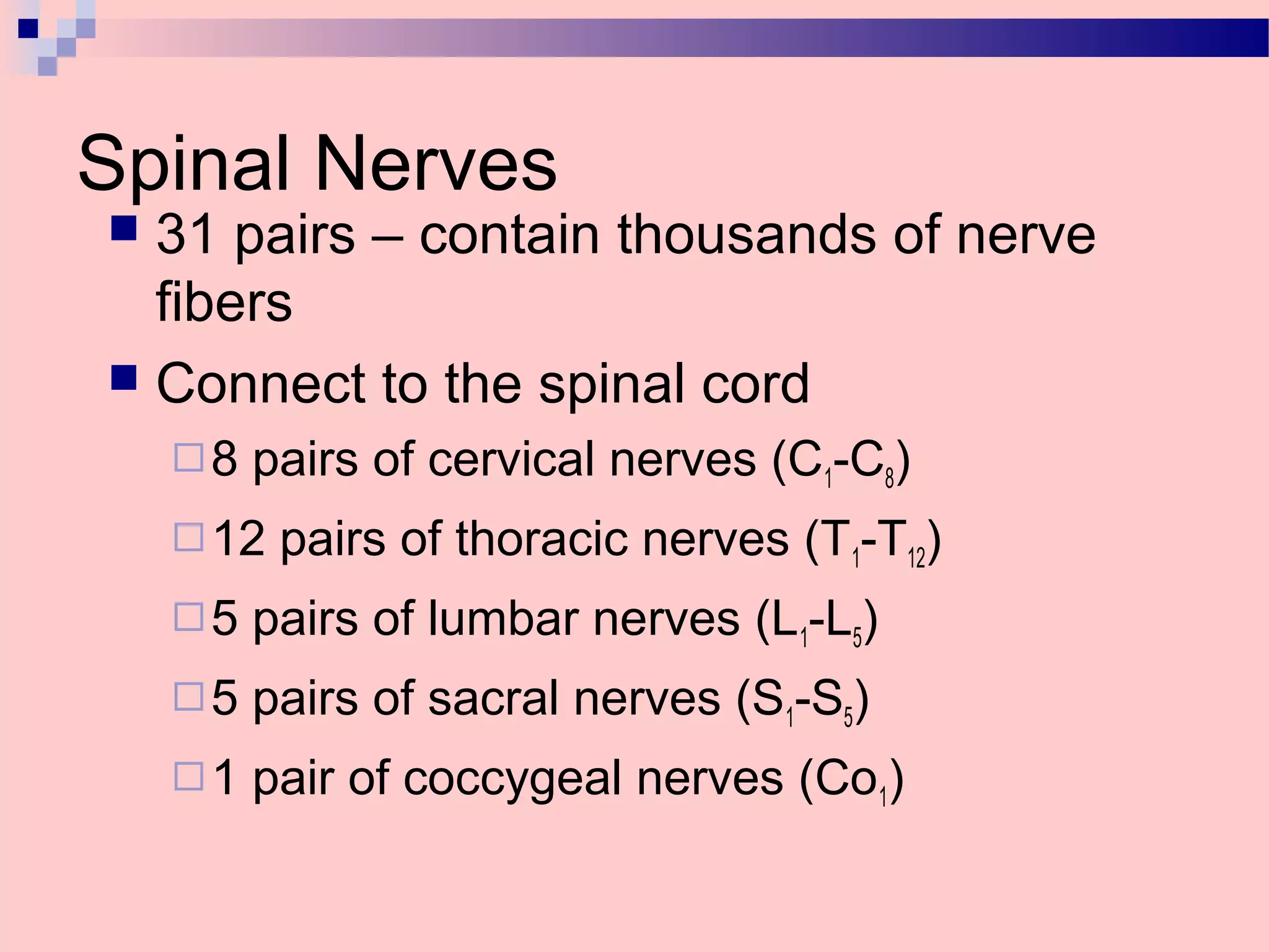 Peripheral Nervous System. Cranial Nerves – Part 1 | PPT