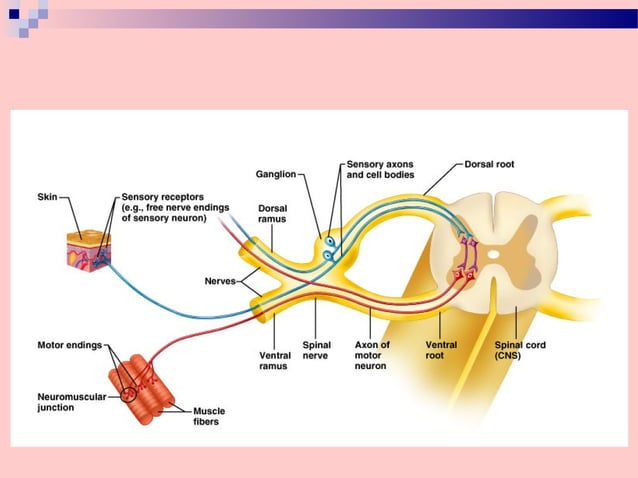 Peripheral Nervous System. Cranial Nerves – Part 1 | PPT