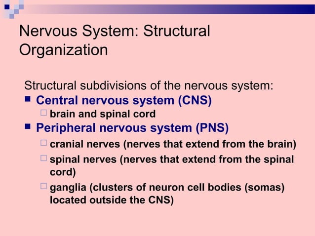 Peripheral Nervous System. Cranial Nerves – Part 1 | PPT