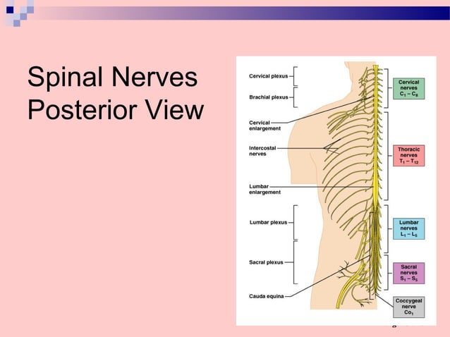 Peripheral Nervous System. Cranial Nerves – Part 1 | PPT