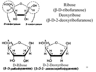 Nucleotide & Nucleic acids | PPTX