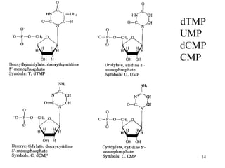 Nucleotide & Nucleic acids | PPTX