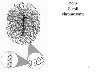 Nucleic Acids Drawing