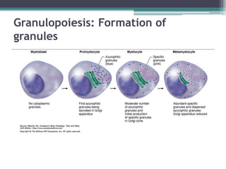 Hemopoiesis | PPTX | Blood Disorders | Diseases and Conditions