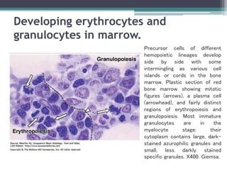 Hemopoiesis | PPTX