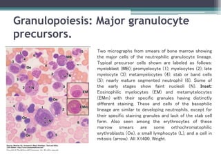 Hemopoiesis | PPTX | Blood Disorders | Diseases and Conditions