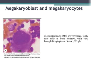 Hemopoiesis | PPTX