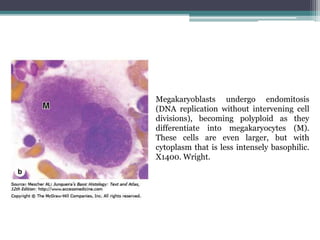 Hemopoiesis | PPTX | Blood Disorders | Diseases and Conditions