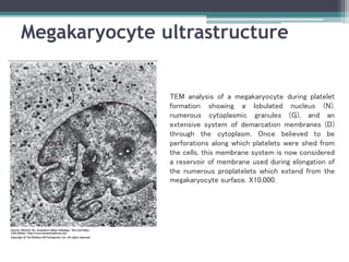 Hemopoiesis | PPTX | Blood Disorders | Diseases and Conditions