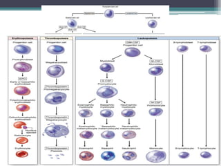 Hemopoiesis | PPTX | Blood Disorders | Diseases and Conditions