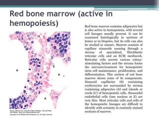 Hemopoiesis | PPTX | Blood Disorders | Diseases and Conditions