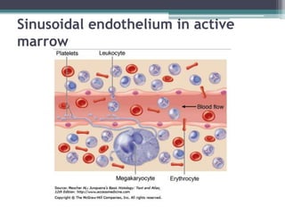 Hemopoiesis | PPTX