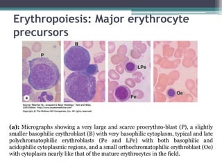 Hemopoiesis | PPTX | Blood Disorders | Diseases and Conditions