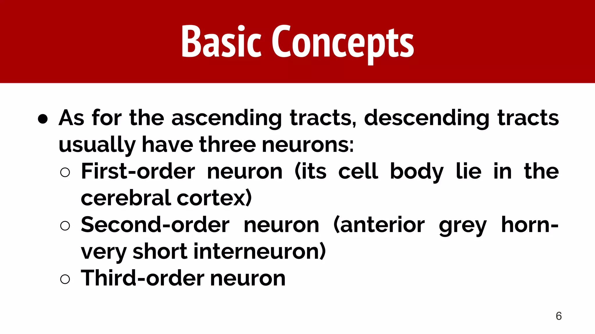 Neuroanatomy | 9. Spinal Cord (2) | PDF