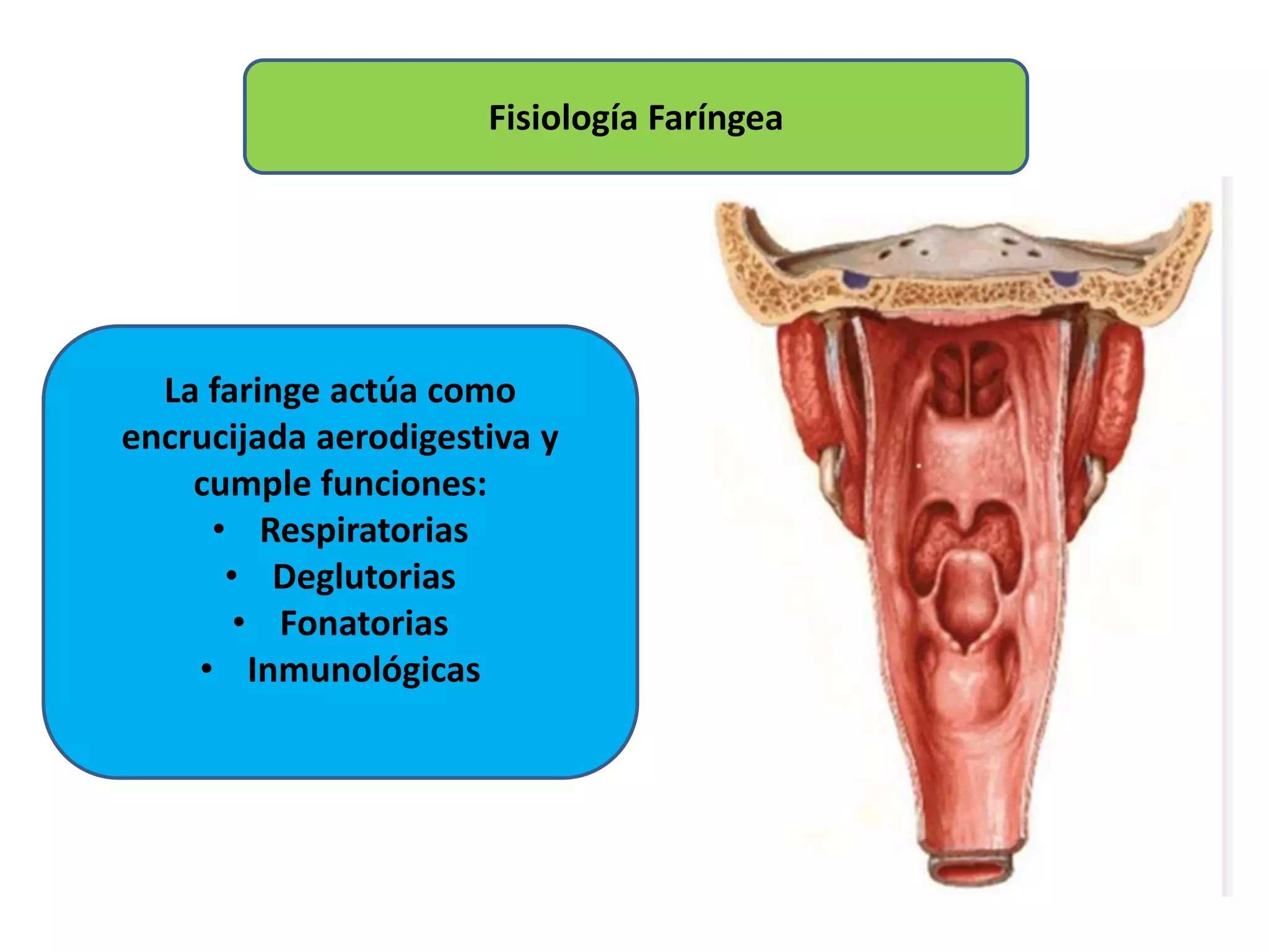 9. anatomia y fisiologia de la faringe (Otorrinolaringologia) | PPTX