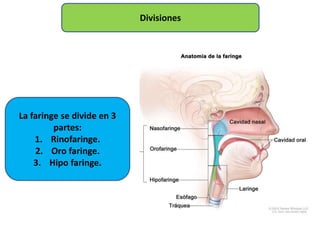 9. anatomia y fisiologia de la faringe (Otorrinolaringologia) | PPTX